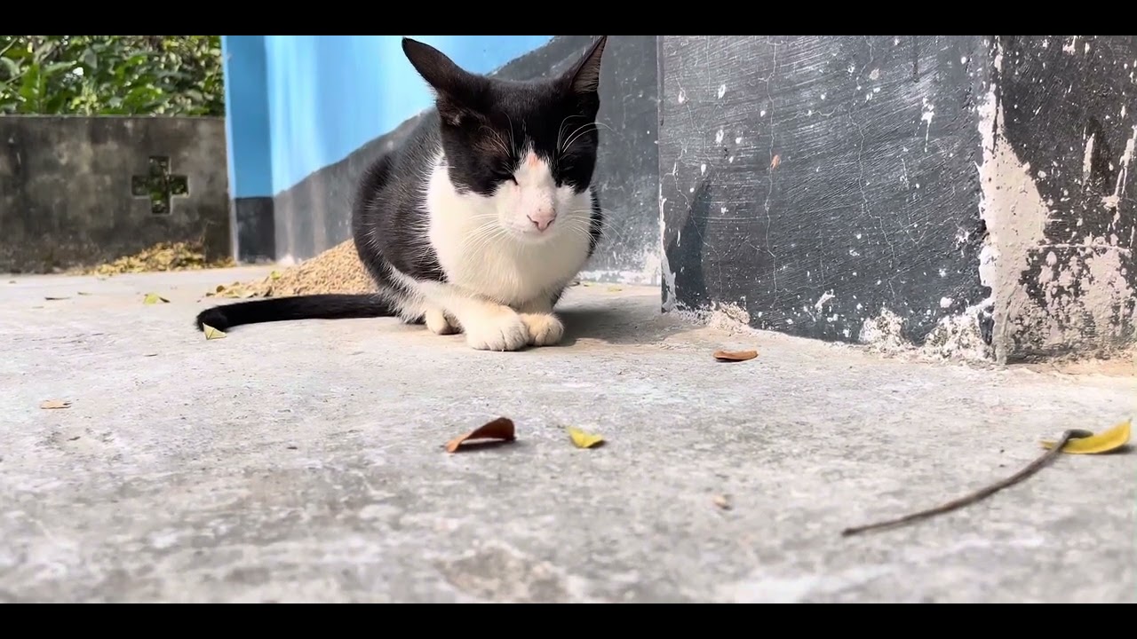 Tutus aim in life👮‍♂️#tutu #cat #tompy - YouTube