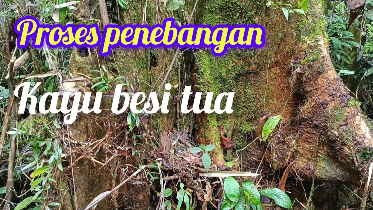 MENEBANG KAYU BESI TUA ‼️MENGGUNAKAN GERGAJI MESIN CHAINSAW STHILL 070# ...
