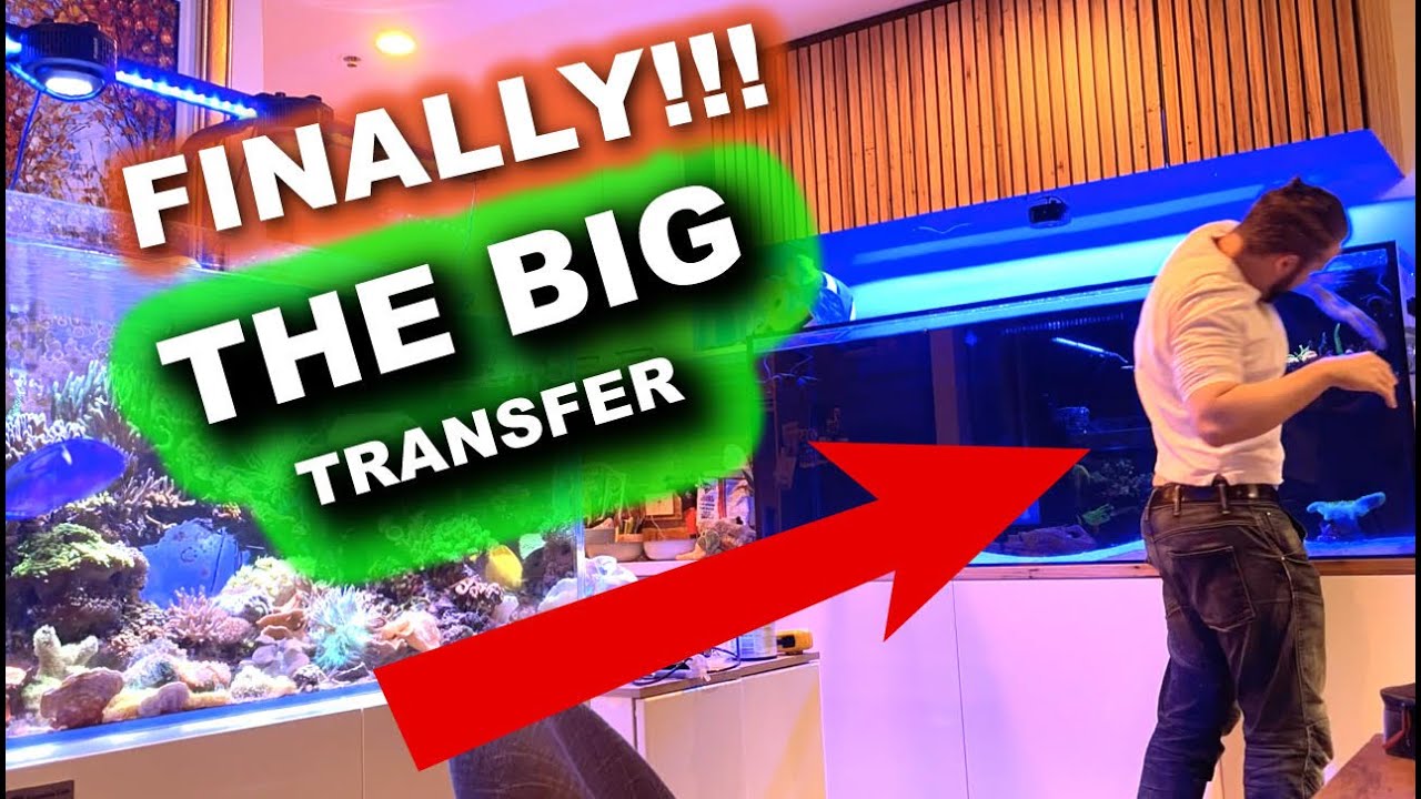 Finally! THE BIG TRANSFER - YouTube