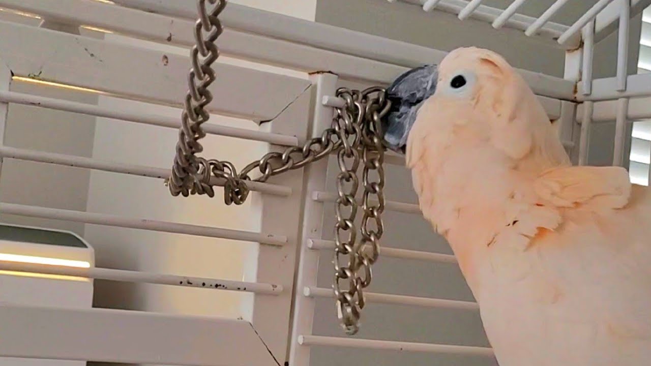 Metal Macrame - Mango at Play - YouTube