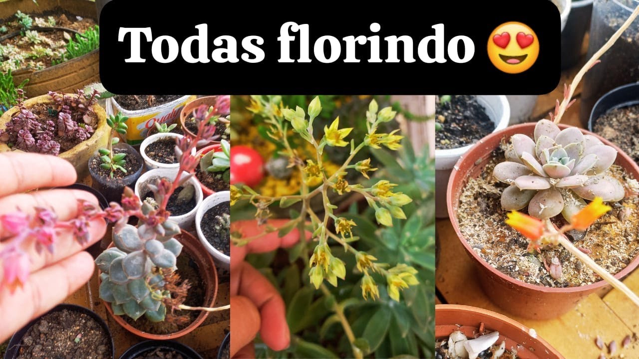 DEU A LOUCA NAS SUCULENTAS ESTÃO TODAS FLORINDO AO MESMO TEMPO - TODAS ...