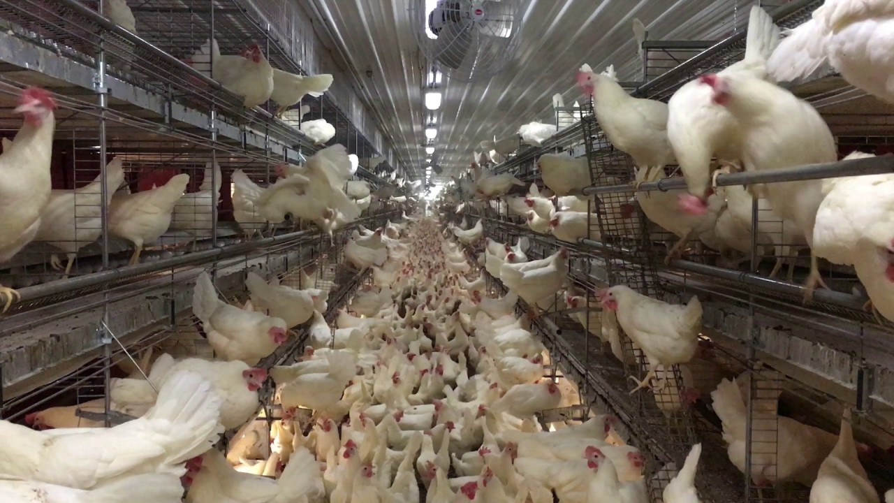Potters Poultry Compact Aviary video - YouTube