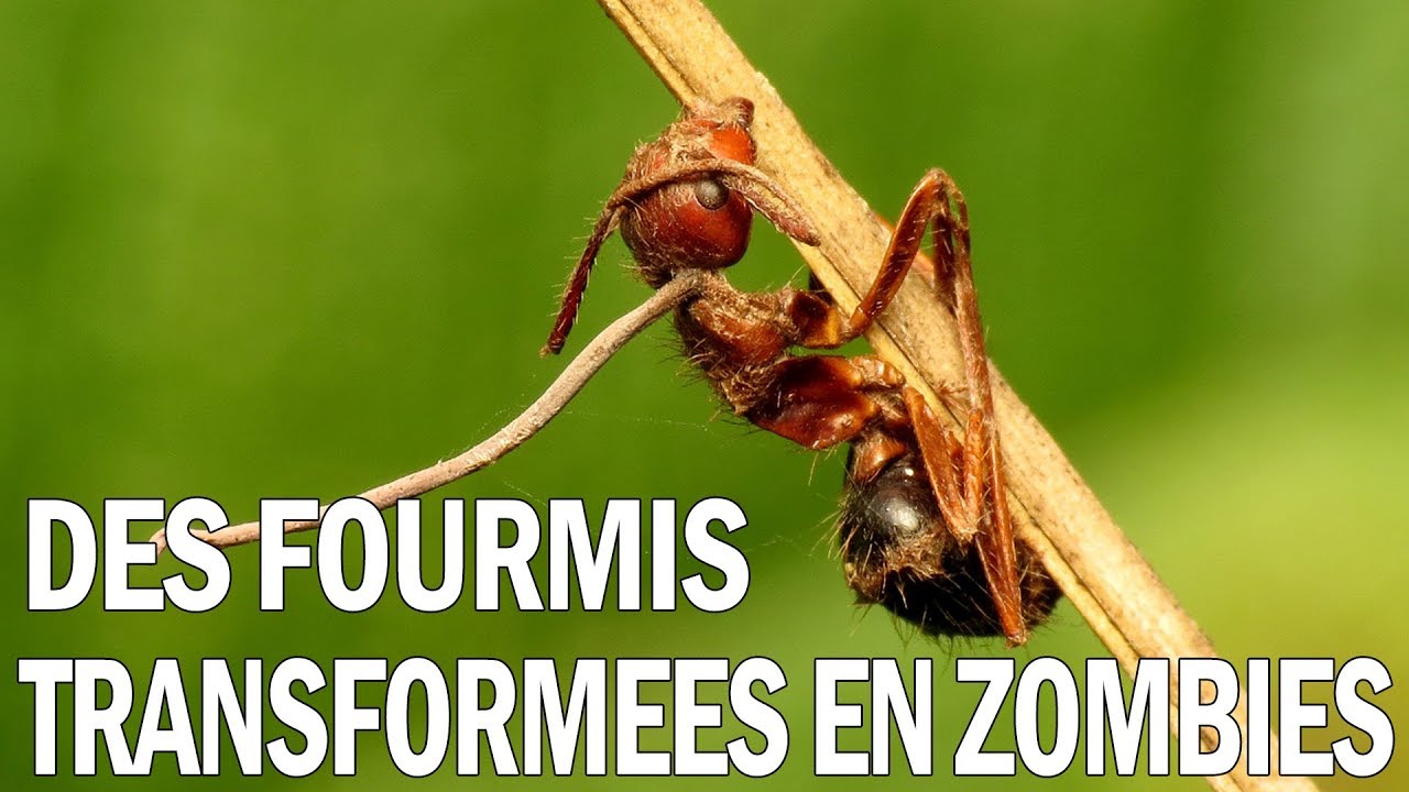 Le champignon qui TRANSFORME les fourmis en ZOMBIES - Cordyceps - YouTube