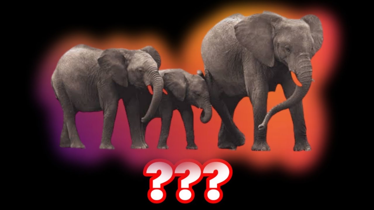 6 MORE Elephant Sound Variations in 30 seconds - YouTube