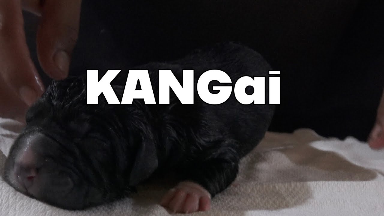KANGAI - YouTube