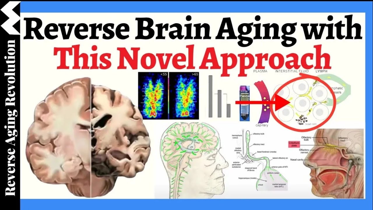 A NOVEL Approach To REVERSE Brain Aging & Alzheimer’s - YouTube
