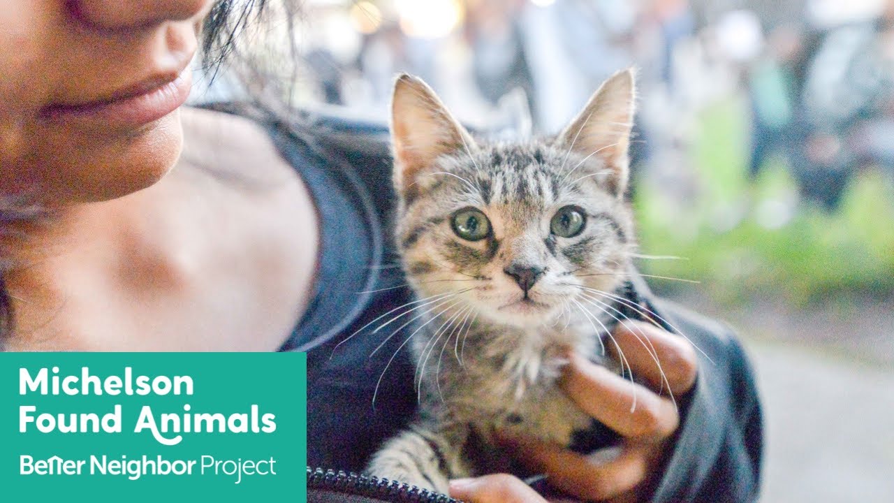 Pawsitive Impact, Pawsome Gratitude: Giving Thanks to Pets and the ...