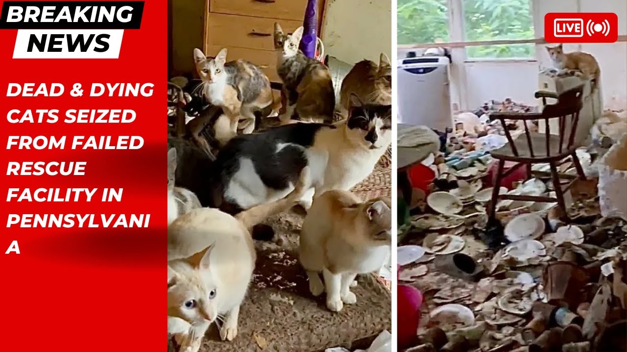 Dead & Dying Cats Seized From Failed Rescue Facility in Pennsylvania ...