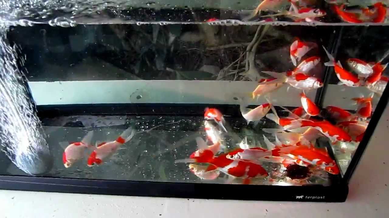 PESCI SARASA (SARASA GOLDFISH) - YouTube