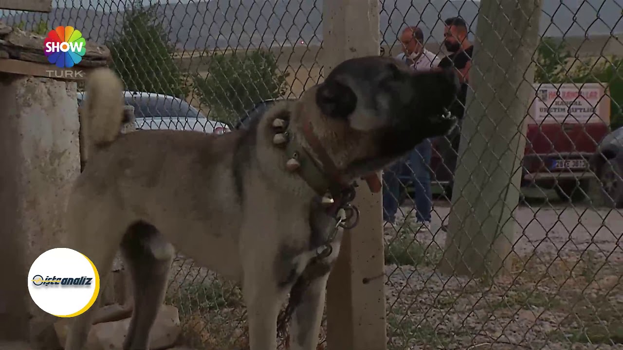 Kangal tanıtımı SHOW TURK TV - YouTube