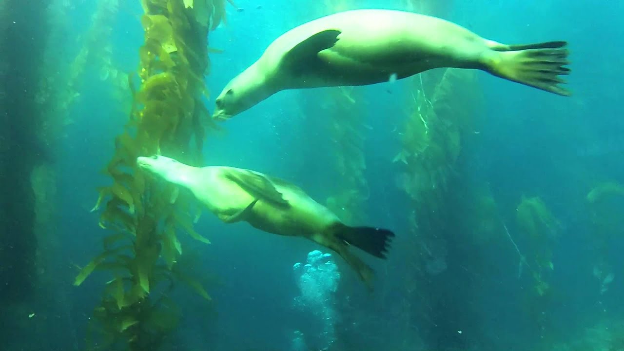 Channel Islands Dive Trip Sept., 2014 on the Peace Dive boat - YouTube