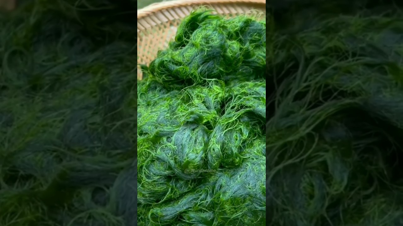 Facts about Spirulina Algae the superfood || #science #sciencefacts #spirulina #algae # ...