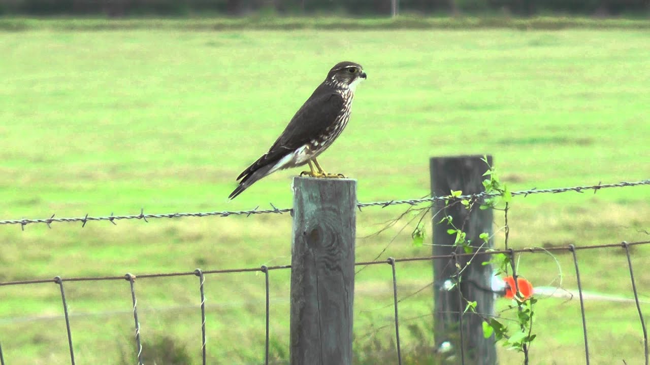 Merlin falcon, Edcouch Texas 2012-12-09 - YouTube