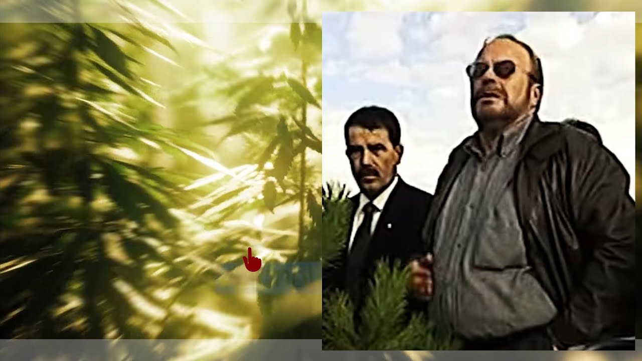 Ku do prodhohet hashashi legal?! - Naten e mire dhe paç fat - YouTube