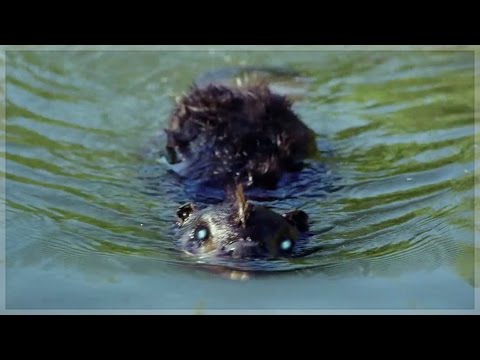 Zombeavers Soundtrack Available on iTunes!!! - YouTube