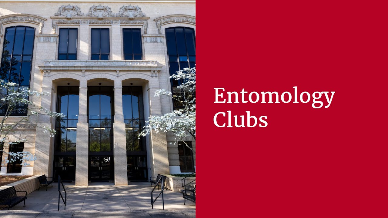 Clubs at CAES: Entomology Clubs - YouTube