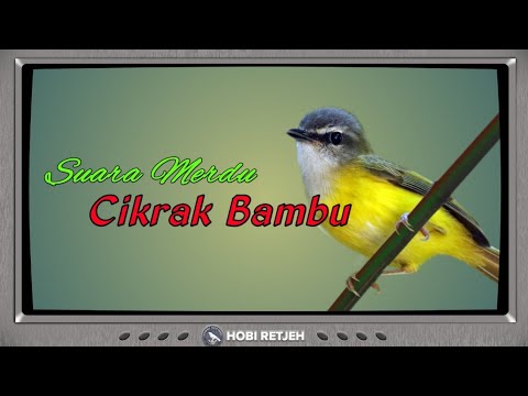 Cikrak Bambu Gacor Malam - YouTube
