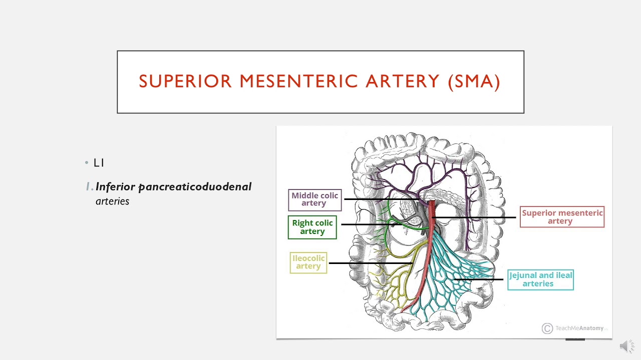 Superior Mesenteric Artery