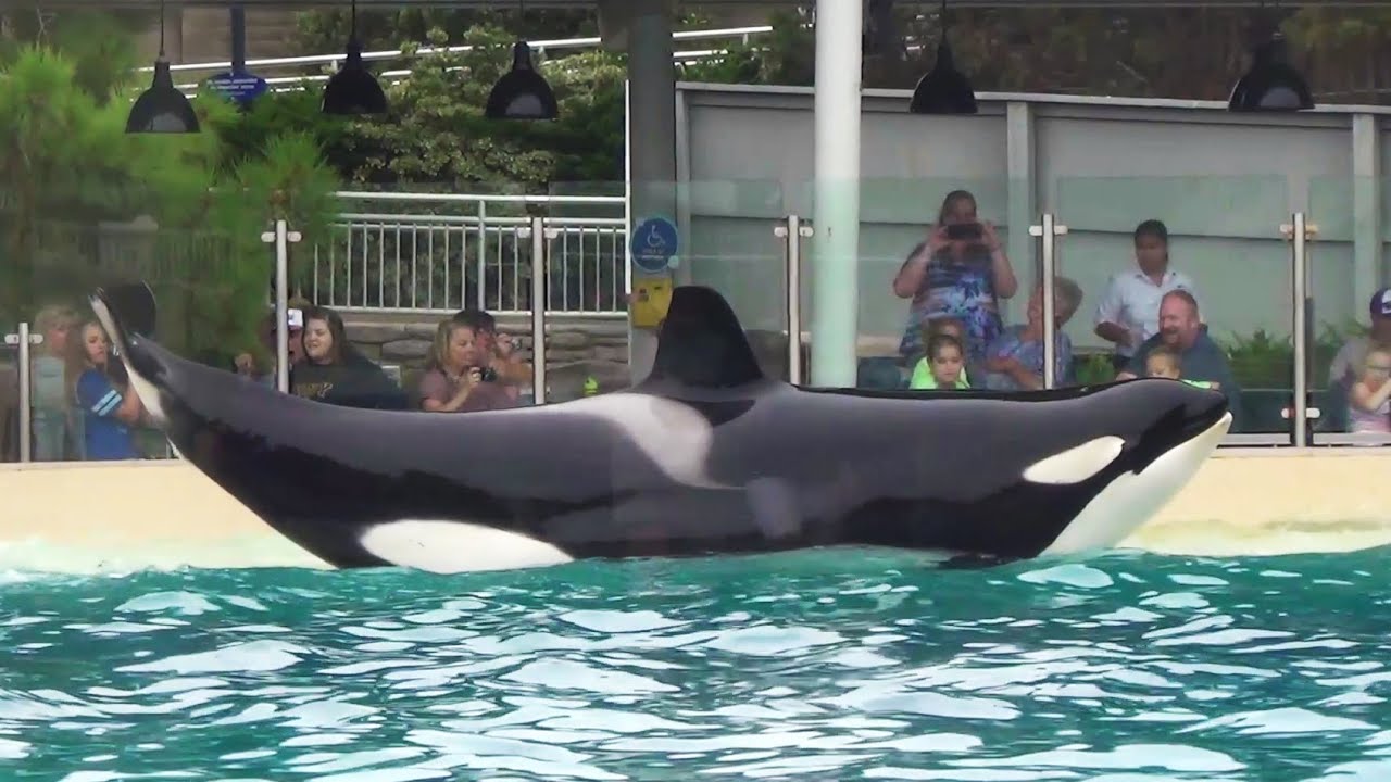 Dine with Shamu SeaWorld San Diego - Non-Diner View - YouTube