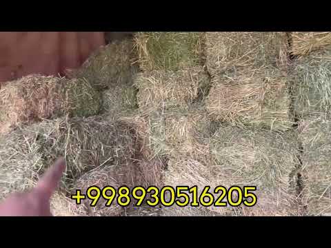 MANA ARZON BEDA PRES SOTILADI +99893051605