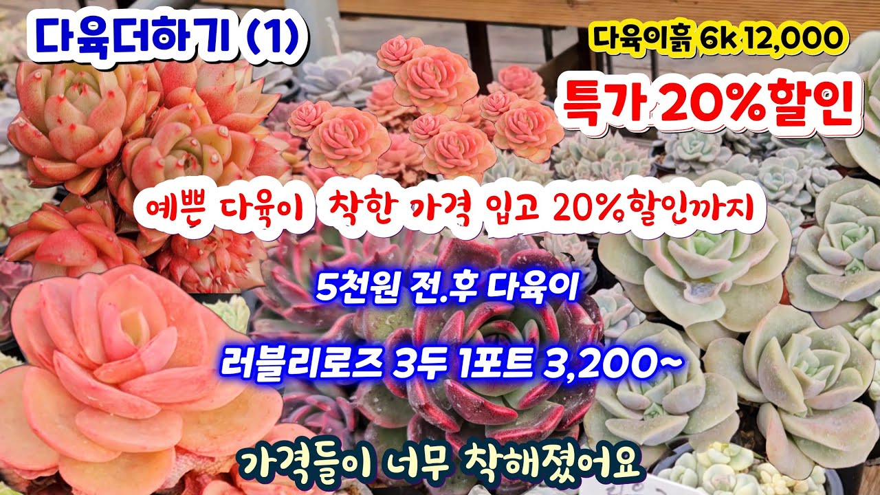 다육더하기1 가격 착하게 입고 20할인까지 5천원 전후 다육이 러블리로즈 Youtube