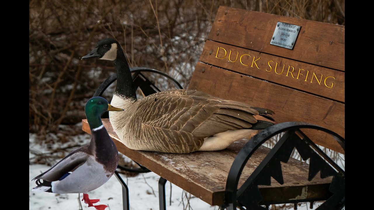 Duck Surfing - YouTube