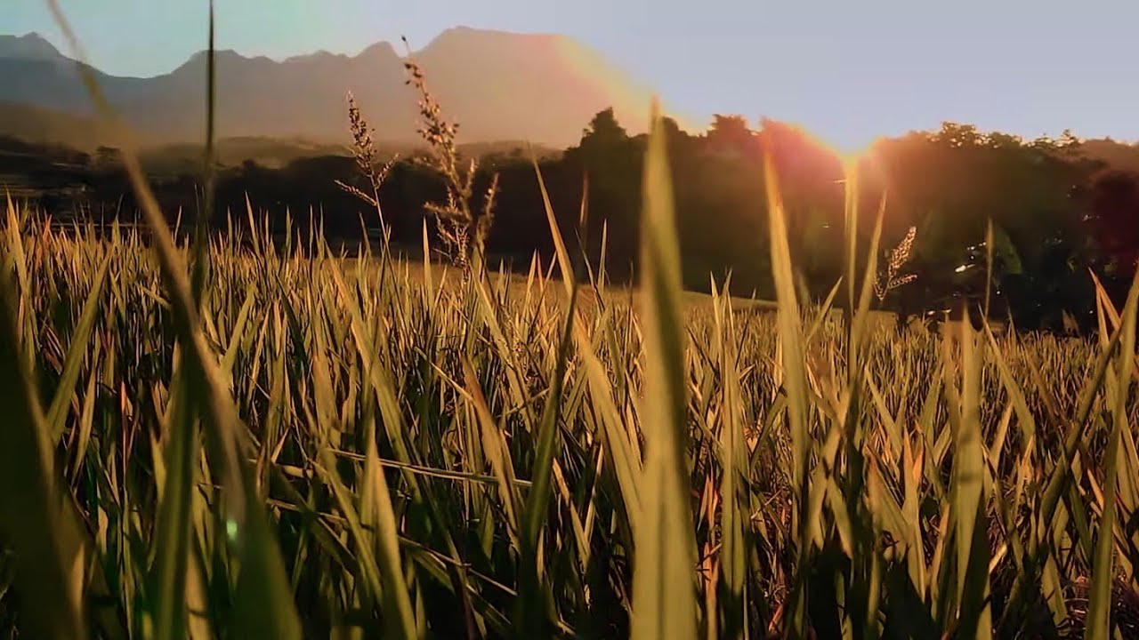 CINEMATIC SAWAH 30 DETIK | CINEMATIC SUNSET SAWAH | KEDIRI - YouTube