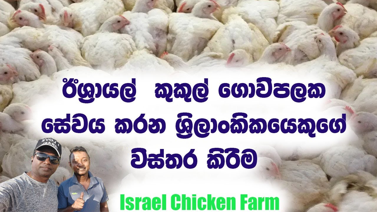 Israel Chicken farm ඊශ්‍රායල් කුකුල් ගොවිපලක් - YouTube