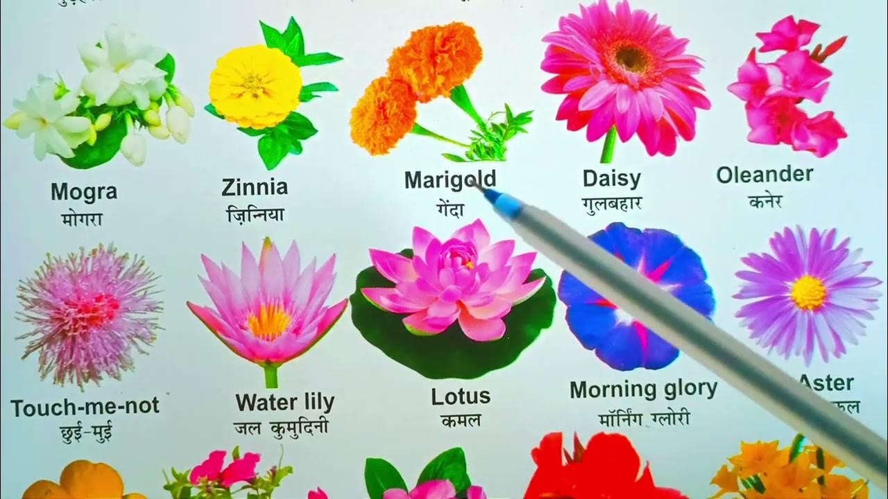 Flower Names For Kids YouTube flower-names-for-kids-youtube