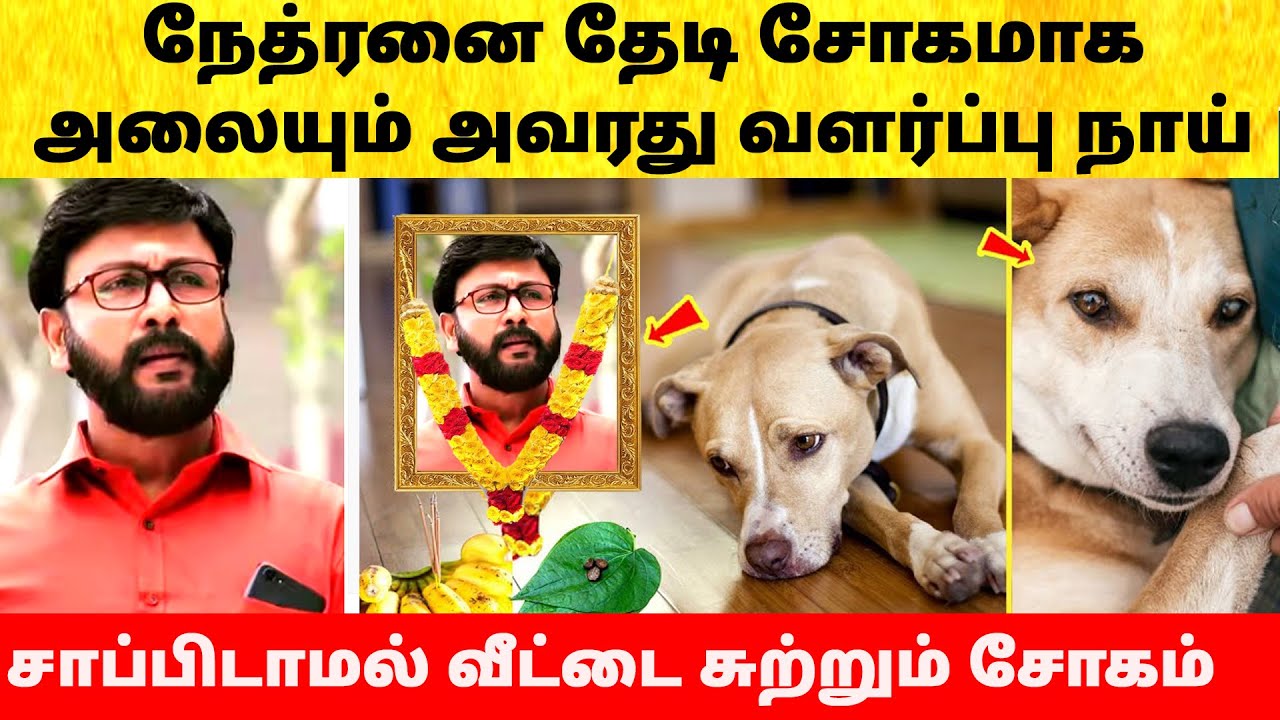 சீரியல் நடிகர் யுவன்ராஜ் நேத்ரன் –ஐ தேடும் வளர்ர்பு நாய்! Vijay TV ...