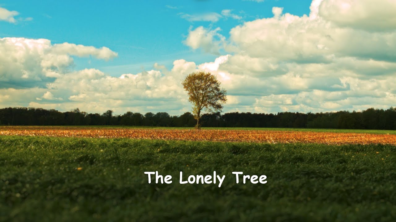 The Lonely Tree, cinematic timelapse (BMCC 2.5K MFT) - YouTube