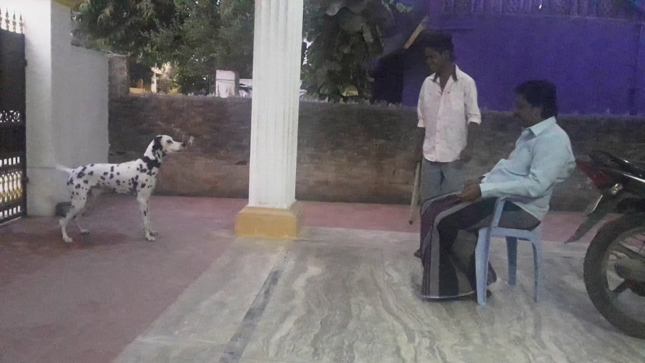 Dalmatian is a guard dog - YouTube