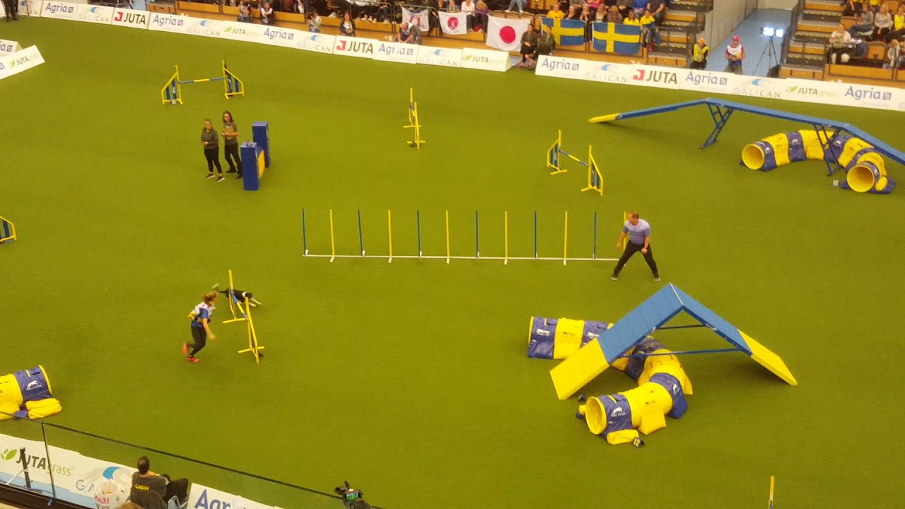 BEE Veronika Kralikova Large Agility AWC 2018 - YouTube