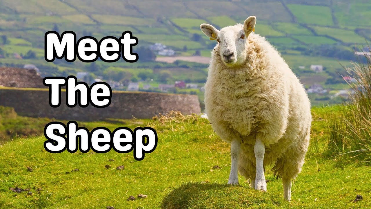 Meet the Sheep! Fun animal adventure and learning for kids - YouTube