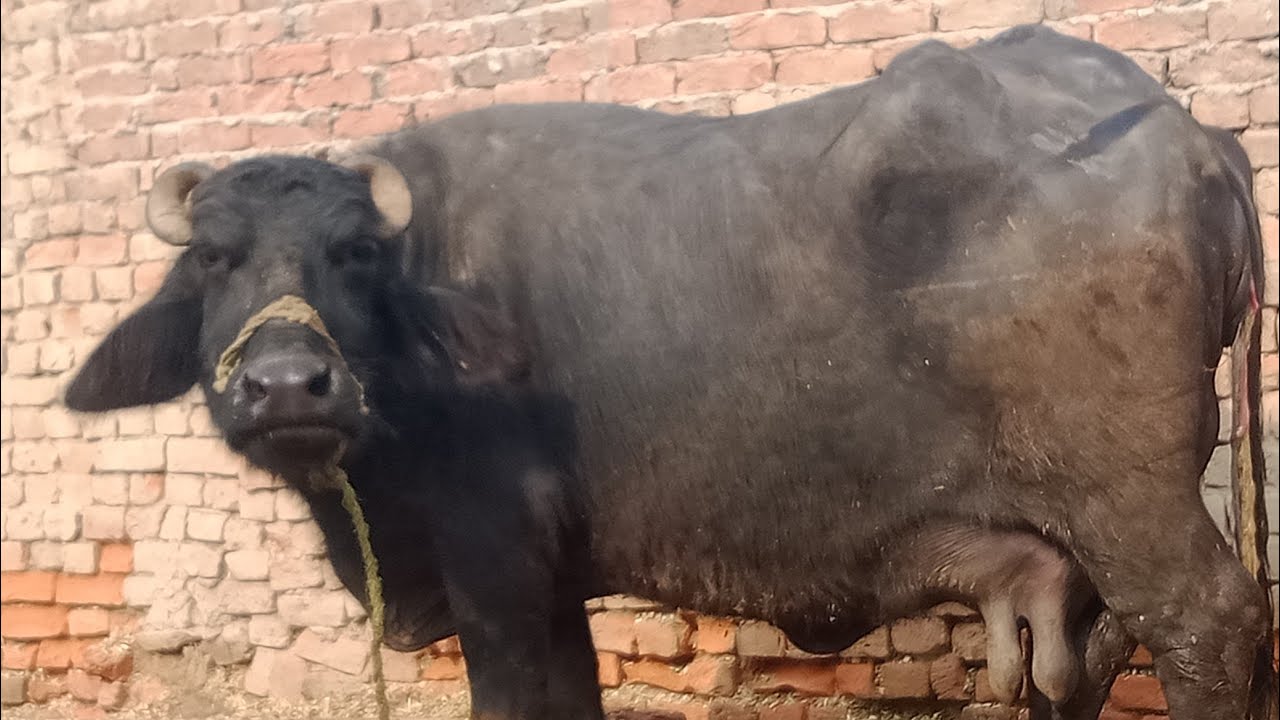 beautiful Neeli Ravi Buffalo for sale on YouTube in Pakistan,28-12-2019 ...