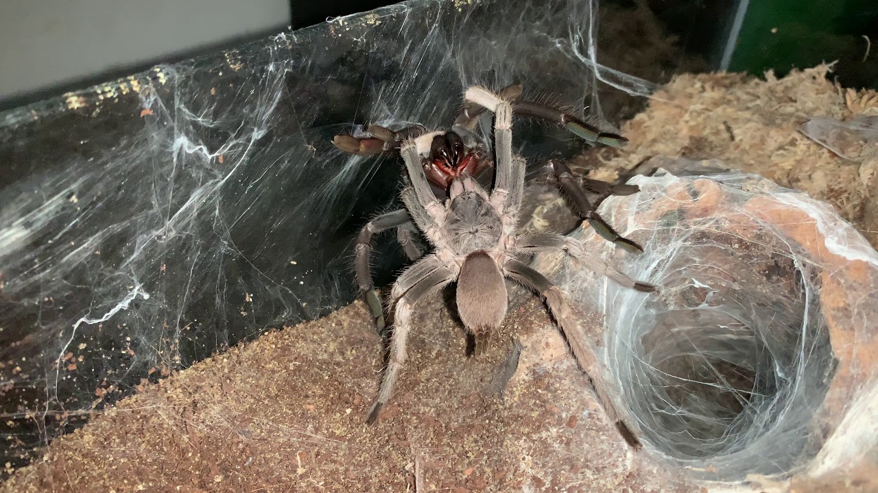 Tarantula Boy - Phlogius PQ113 1st pairing with Topaz - YouTube