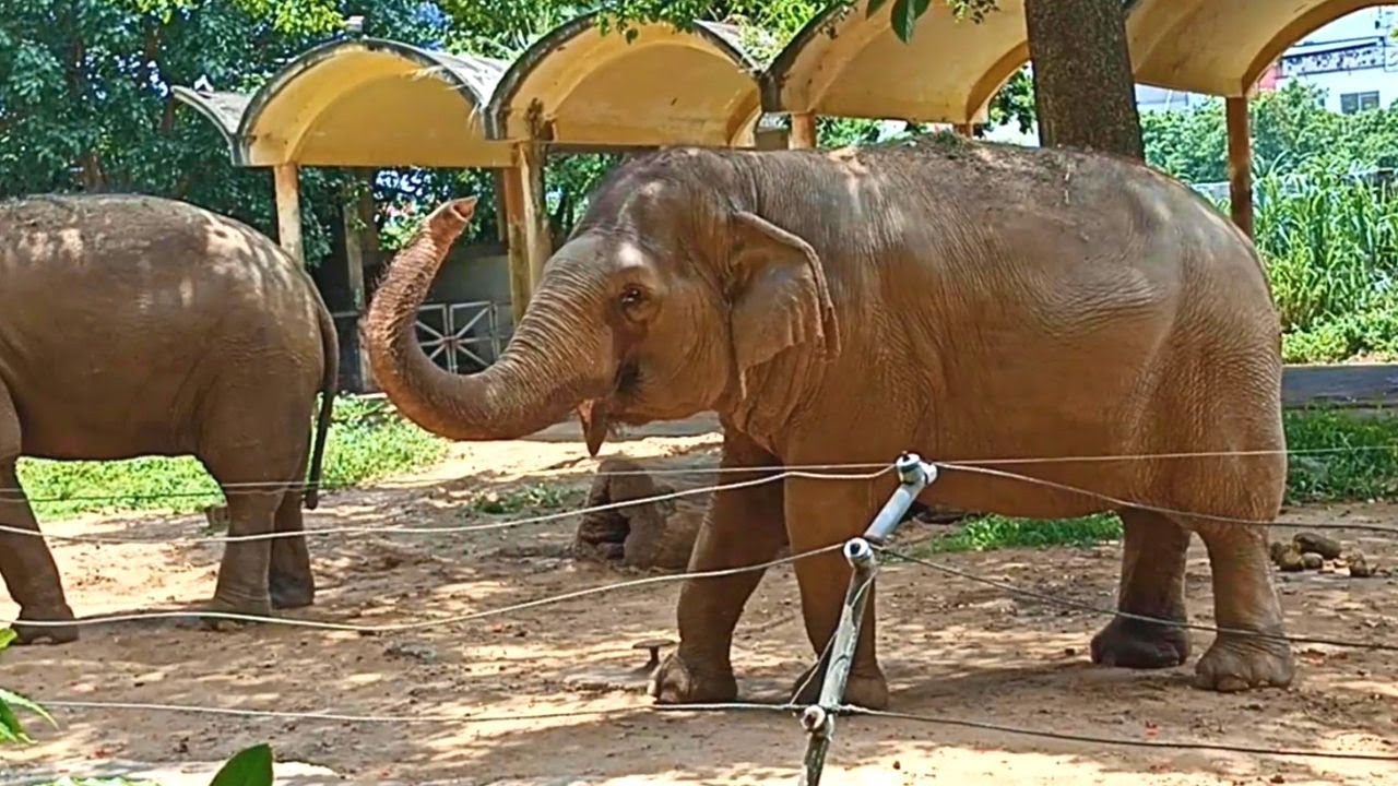 Elephants Dance Cute Video - YouTube