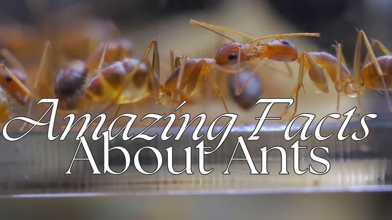The Miracle of Ants in the Qur'an: Astonishing Scientific Secrets ...