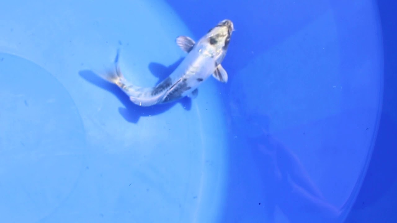 8 Metallic Doitsu Kin Shiro Utsuri 19 49 v10 1 - YouTube