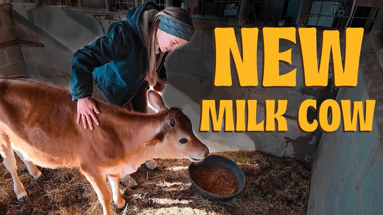 Cast Irons and Cattle got a new milk cow! - YouTube