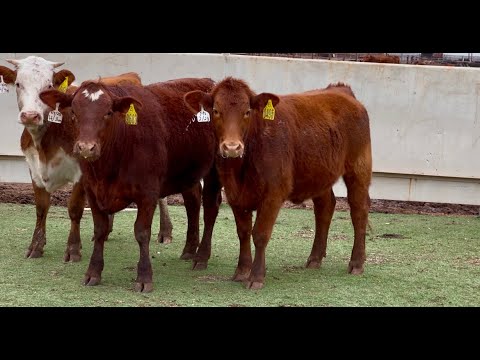 J&J Cattle Co: Bred Beefmaster and Beefmaster Cross Replacement Heifers ...