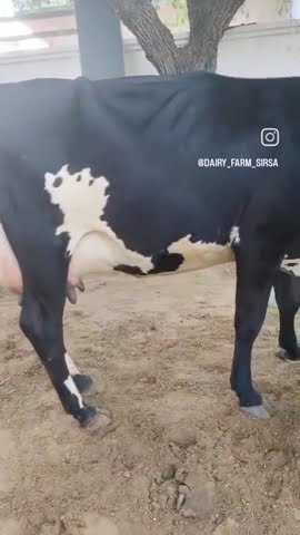 # top class 2🦷hf cow #trendingshorts #varilvideo #anuj dariy farm # ...