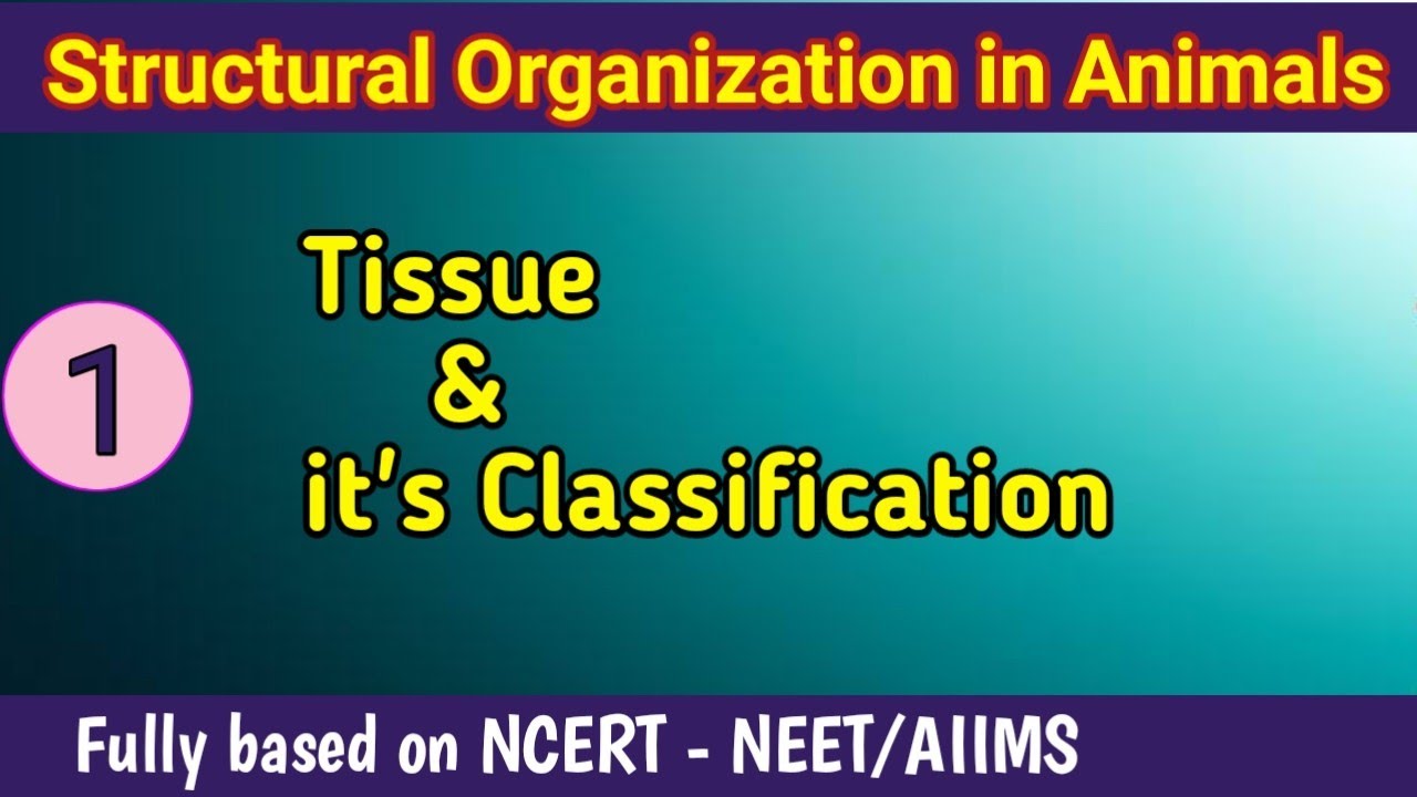 Animal tissues and it's classification | Structural organization in ...