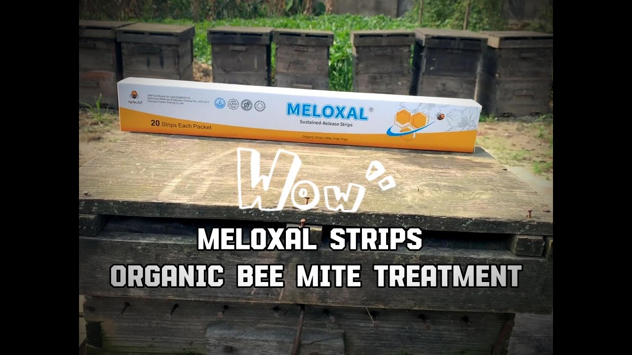 MELOXAL Oxalic Acid Strips for Bee Mite Treatment - Pro at Honey Flow # ...