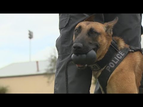 Austin police gets cash, gun-sniffing dog - YouTube