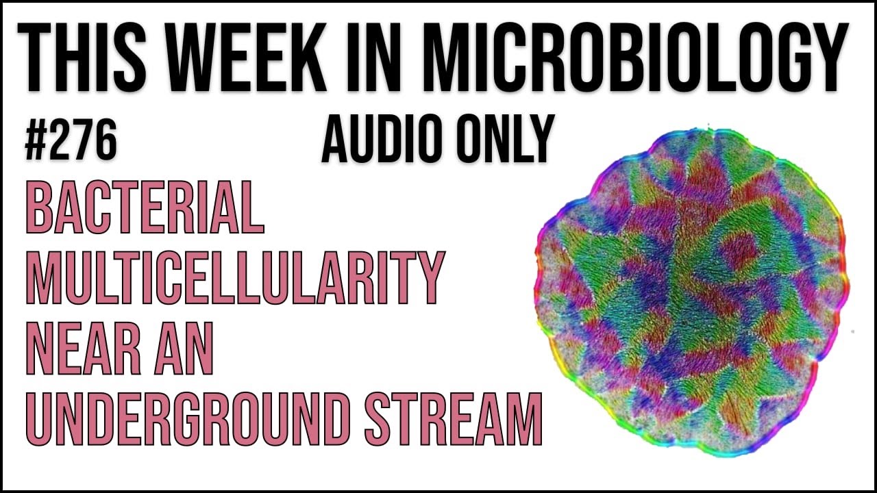 TWiM 276: Bacterial multicellularity near an underground stream - YouTube