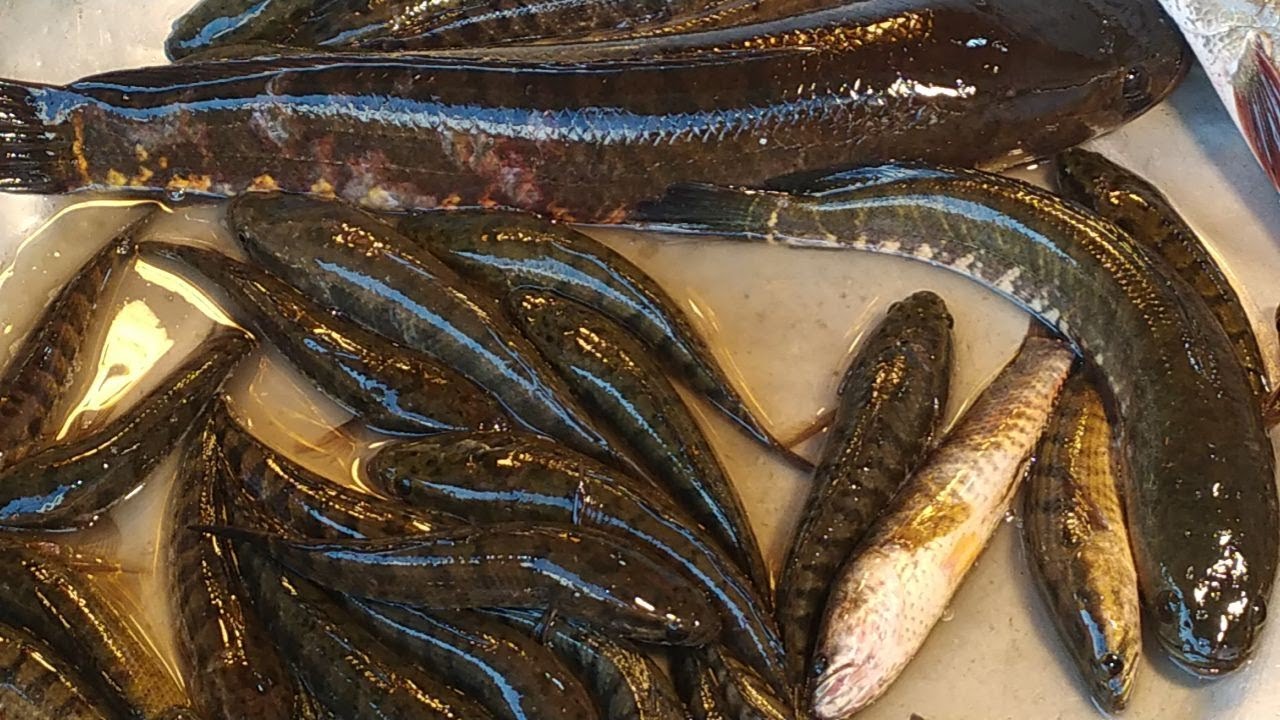 big River snakehead Fish sell market today 16-10-22 - YouTube