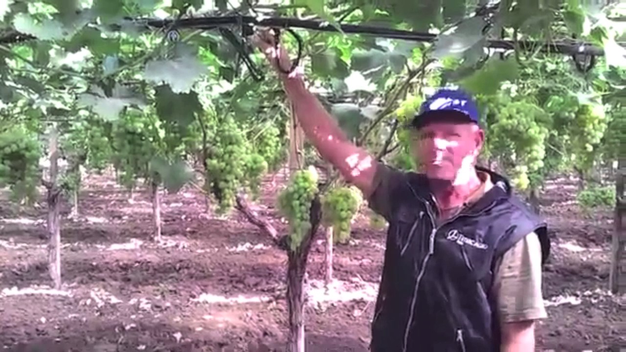 Giuseppe Corallo, agricoltore: la mia esperienza con Timac Agro - YouTube