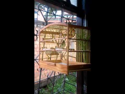 Pacacapim vivit salvador cabrito