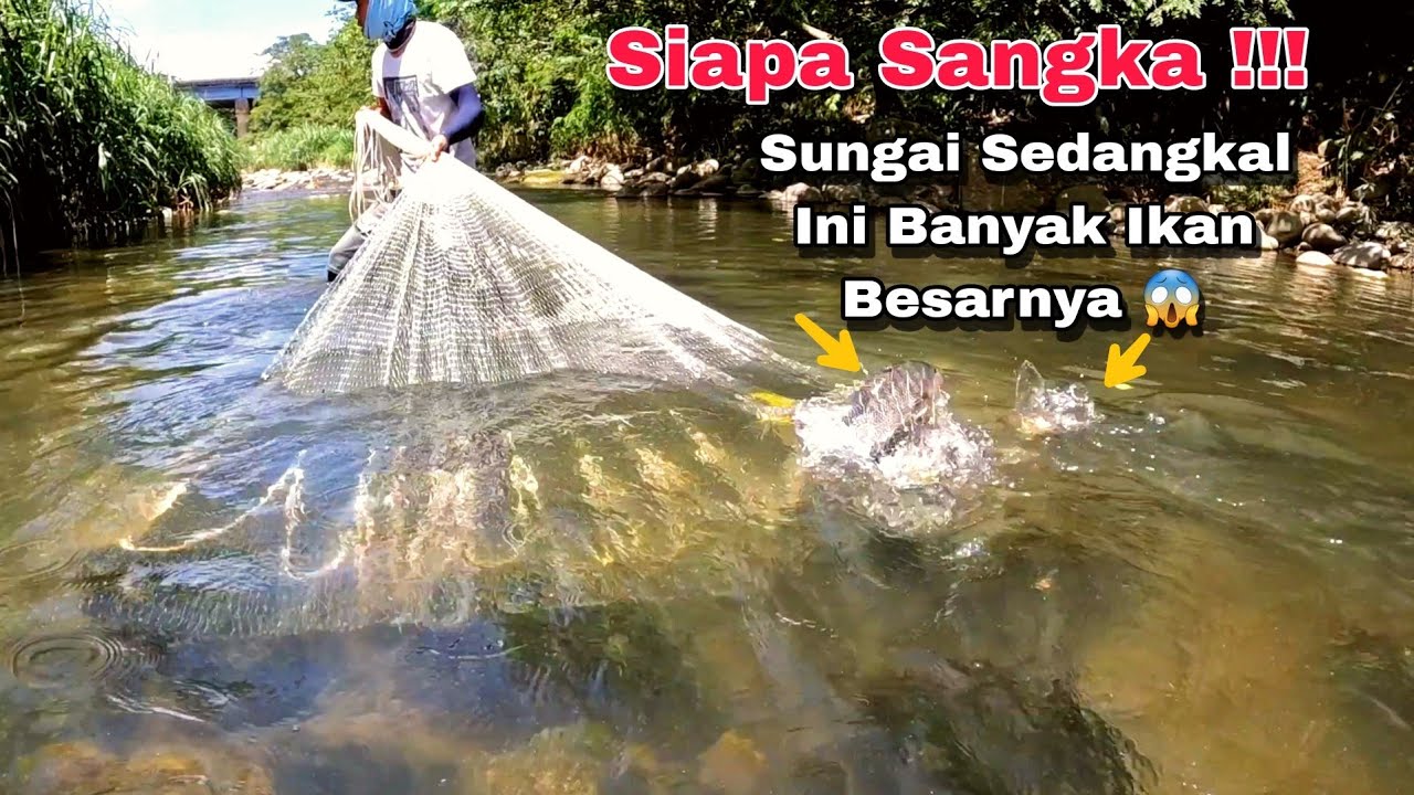 SIAPA SANGKA !! Jala Ikan Di Sungai Dangkal Air Jernih Dapat Ikan Nila ...
